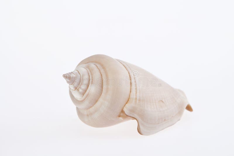 Background of Seashell of Armor of the Sea Urchin Macro Stock Image ...