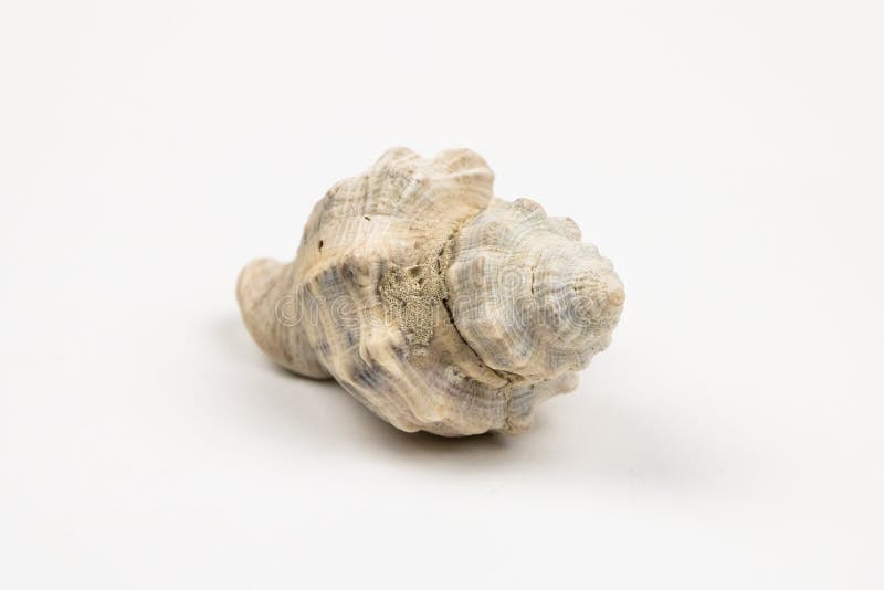 Single Seashell Isolated on White Stock Photo - Image of spiral ...