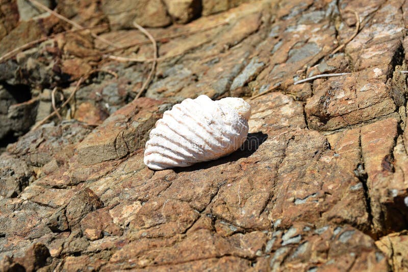 Single seashell on rocks stock image. Image of nature - 112105687