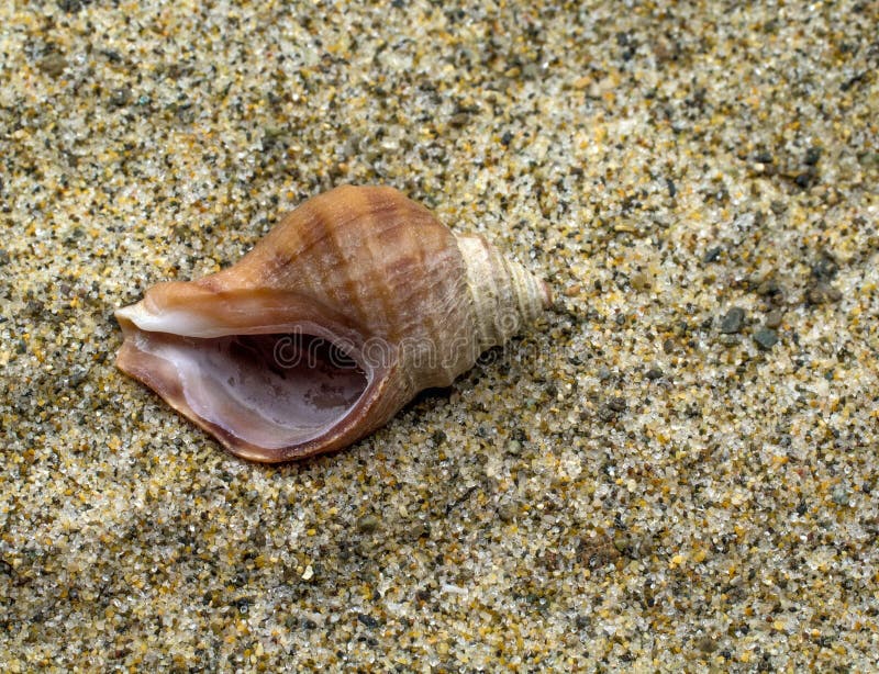 Single seashell stock photo. Image of closeup, biology - 28878006