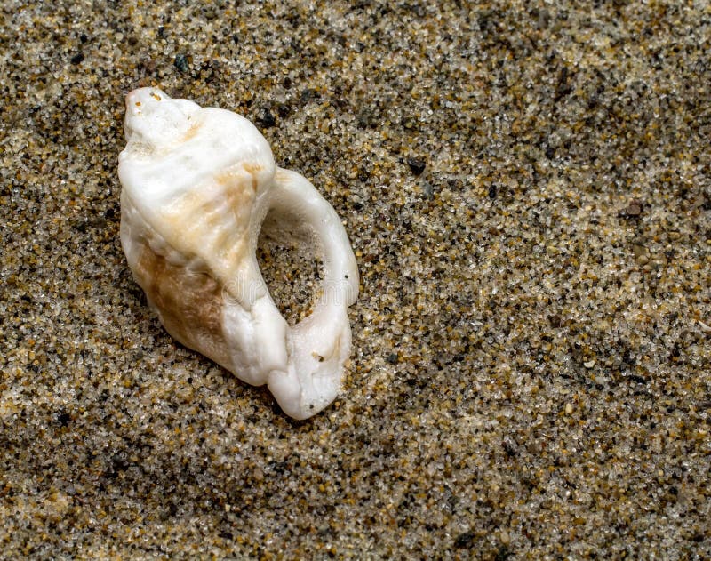 Single Seashell in the Sand Stock Image - Image of shell, sand: 107628983