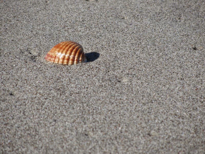 Single Seashell on Sand. Summer Beach Background Stock Image - Image of ...
