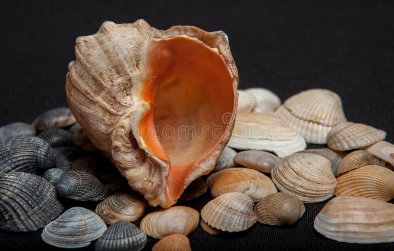 Single Seashell Standing on Small Shells on Black Background Stock ...