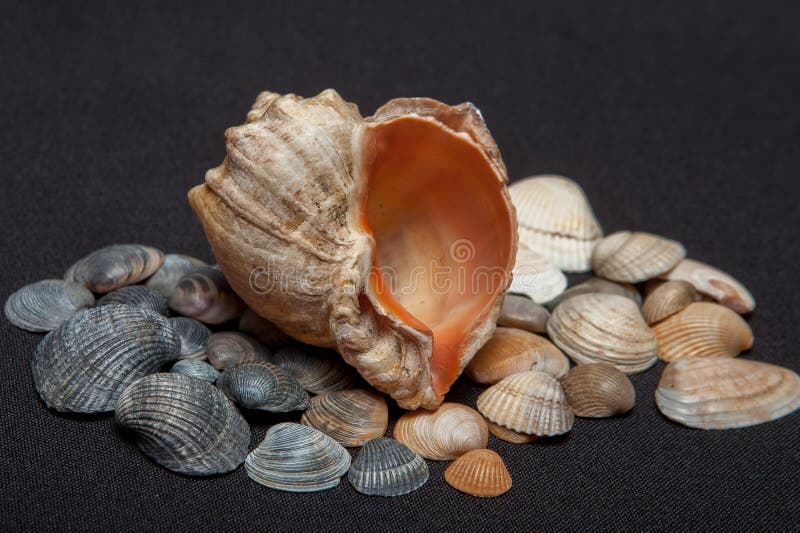Sea Shells with Black Textured Background Wallpaper, Stock Image ...