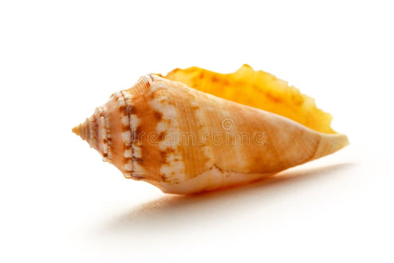 Single Seashell on White Background Stock Photo - Image of mollusk ...