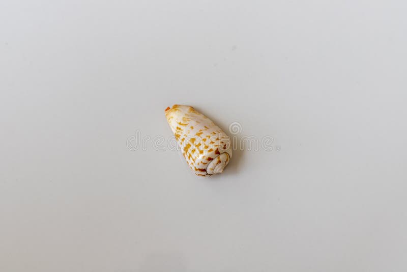 Single Seashell on a White Isolated Background Stock Photo - Image of ...