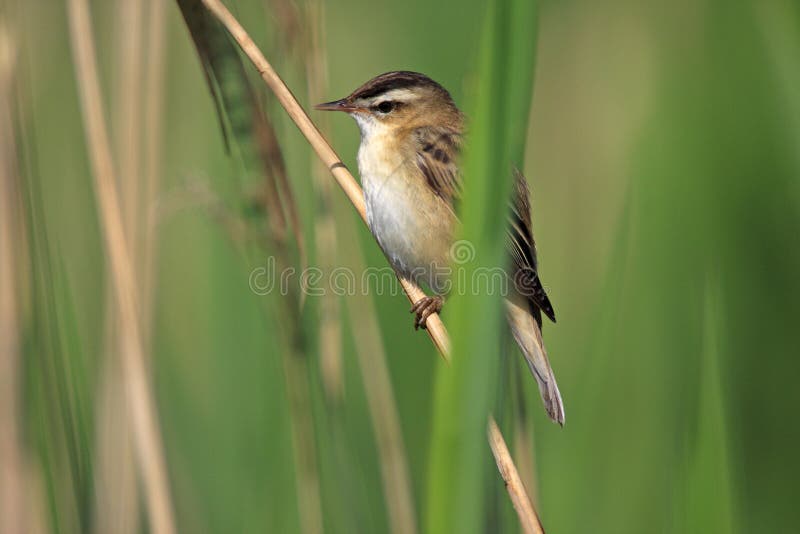 Single Sedge Warbler Bird on a Reed Stem during a Spring Nesting Period ...