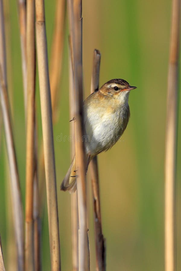 Single Sedge Warbler Bird on a Reed Stem during a Spring Nesting Period ...