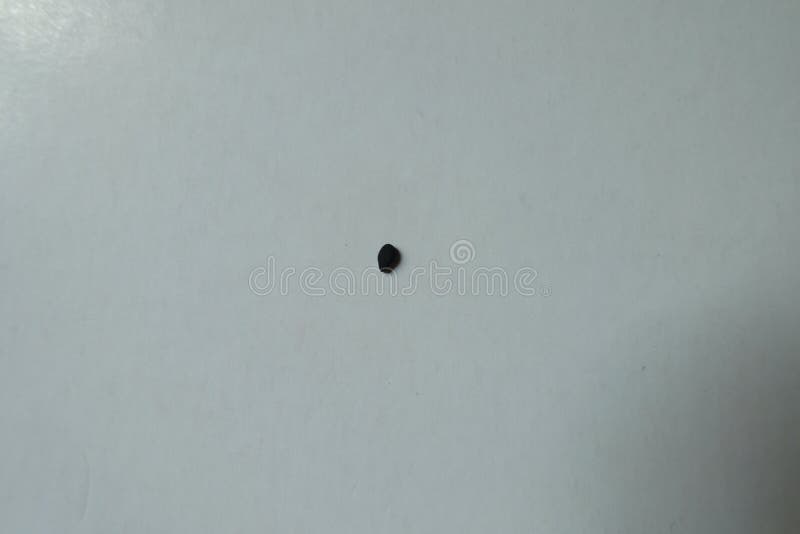 Single Seed of Black Sesame Stock Photo - Image of gourmet, food: 246726298