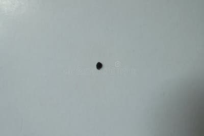 Single Seed of Black Sesame Stock Photo - Image of gourmet, food: 246726298