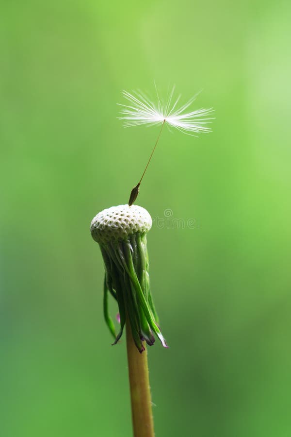 Single Seed on Dandelion Flower Head Stock Image - Image of garden ...