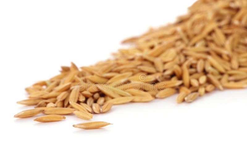 Single Seed Front Pile of Paddy Grain Stock Photo - Image of paddy ...