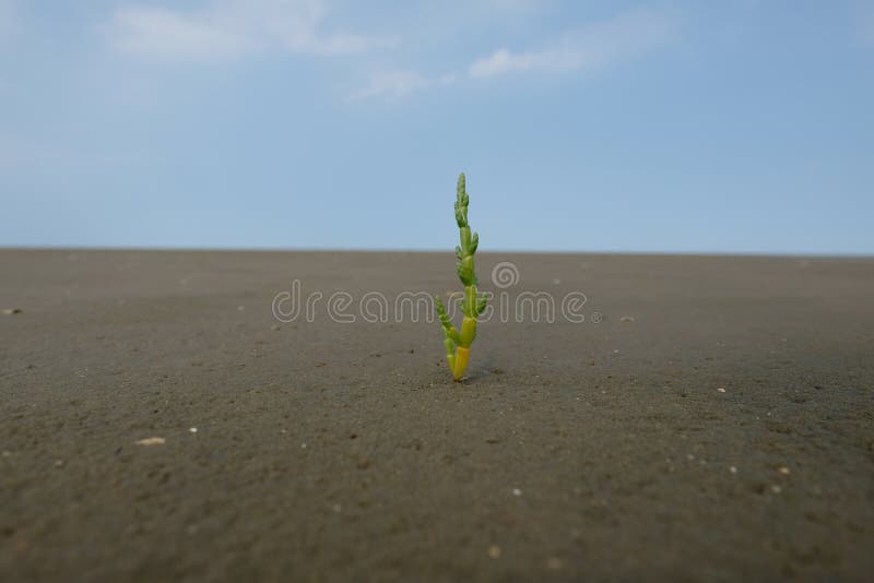Tender Little Plant in the Desert Stock Photo - Image of semidesert ...