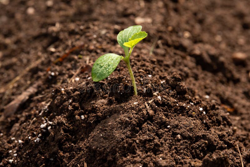 A Single Seedling Planted in Cultivated Soil Stock Image - Image of ...