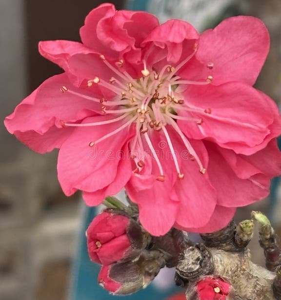 Single Separate Flower of Peach Tree Stock Photo - Image of flower ...