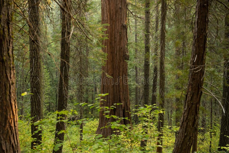 Single Sequoia Tree Surrounded by Smaller Pine Trees Stock Image ...