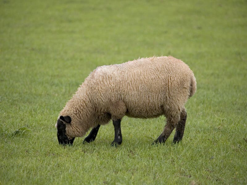 Single Sheep stock photo. Image of rural, country, animal - 179734