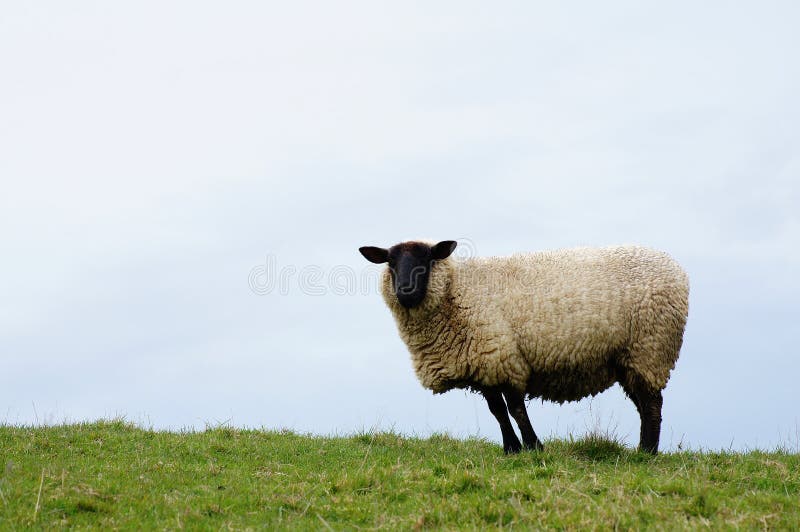 Single sheep stock image. Image of face, side, single - 26396585