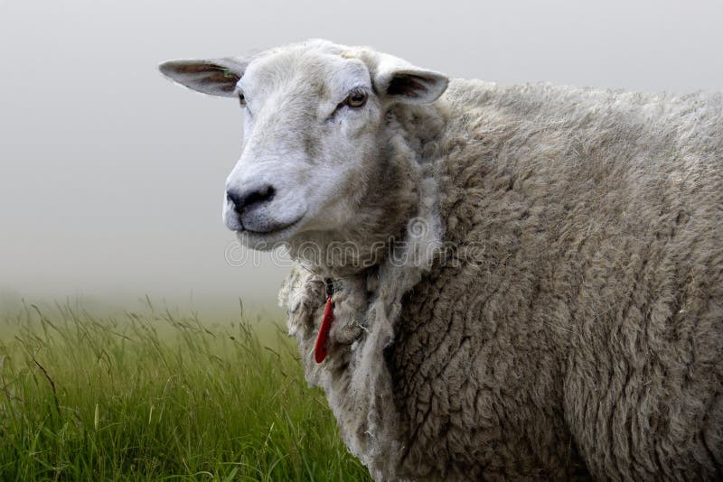 Single Sheep at the Farm in Springtime Stock Photo - Image of pastoral ...