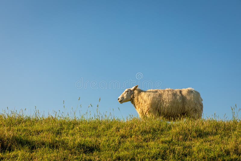 Single Sheep on Gras in Front of a Blue Sky Stock Photo - Image of ...