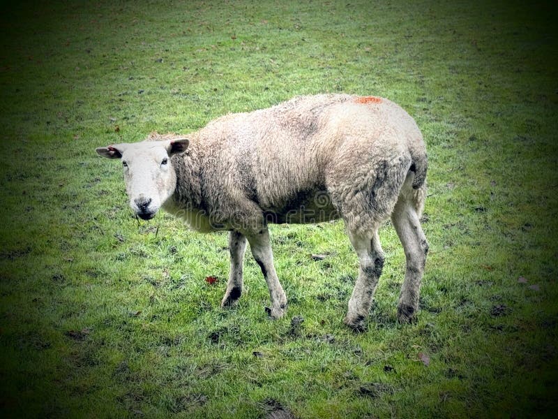Single Sheep on Grass Surrounded by Vignette Stock Photo - Image of ...
