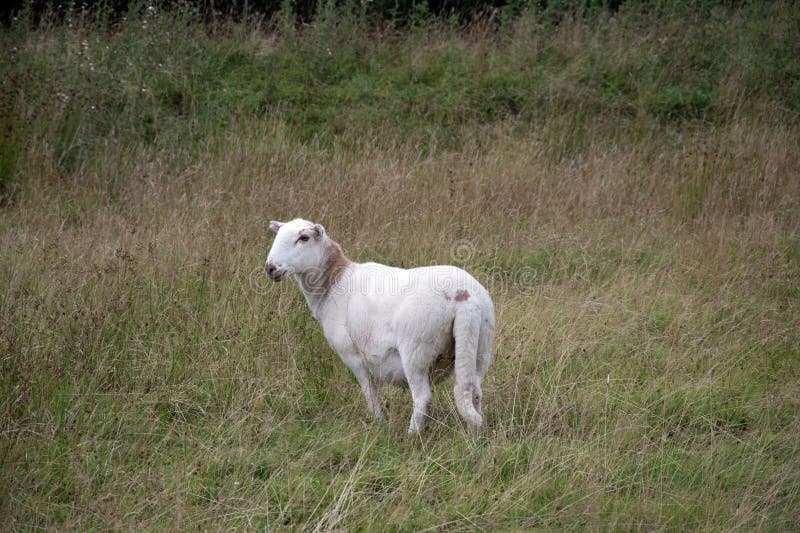 Single Sheep in a Green Meadow Stock Image - Image of lamb, pasture ...