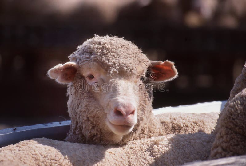 Single Sheep with Its Head Above the Rest of the Flock Stock Image ...