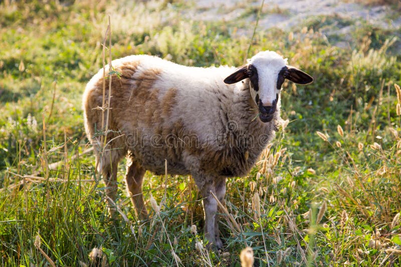 Sheep looking back stock photo. Image of back, camera - 44625316
