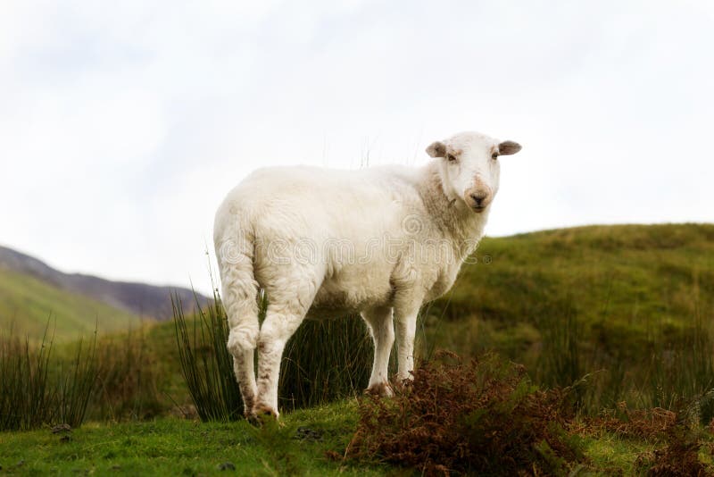 Wicklow Mountain Cheviot Sheep Frontal Portrait Stock Image - Image of ...