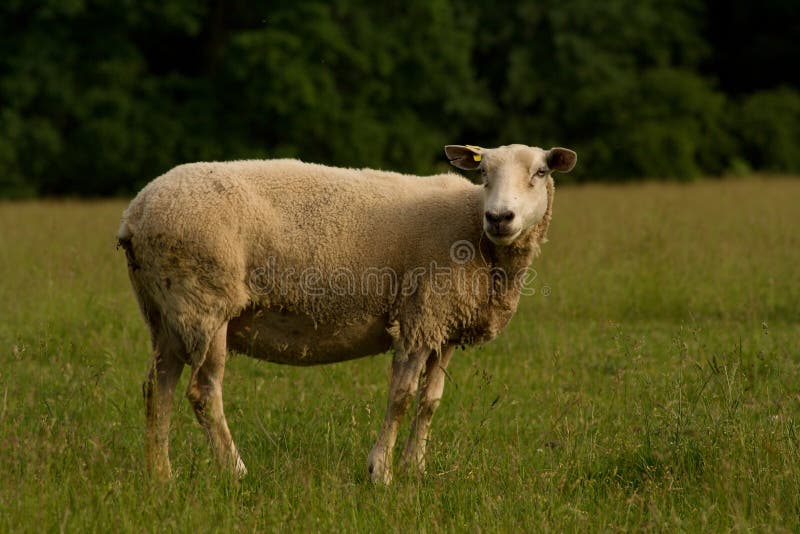 Single Sheep Turned and Looking at the Camera. Stock Photo - Image of ...