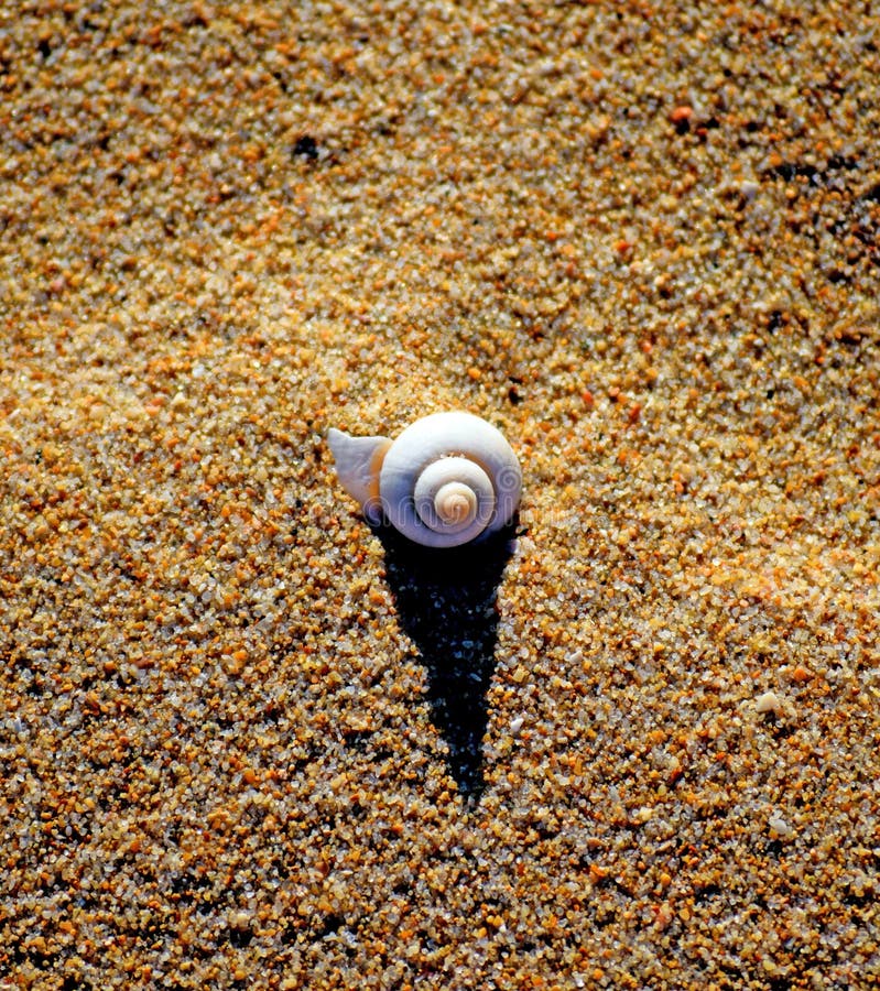Single Shell Lies on the Surface of a Sandy Beach, Illuminated by the ...