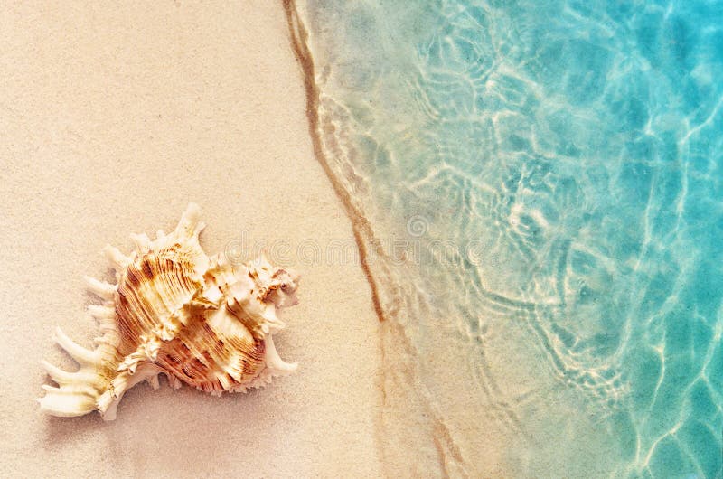 Single Shell on the Beach, Seashell on the Sand Stock Image - Image of ...