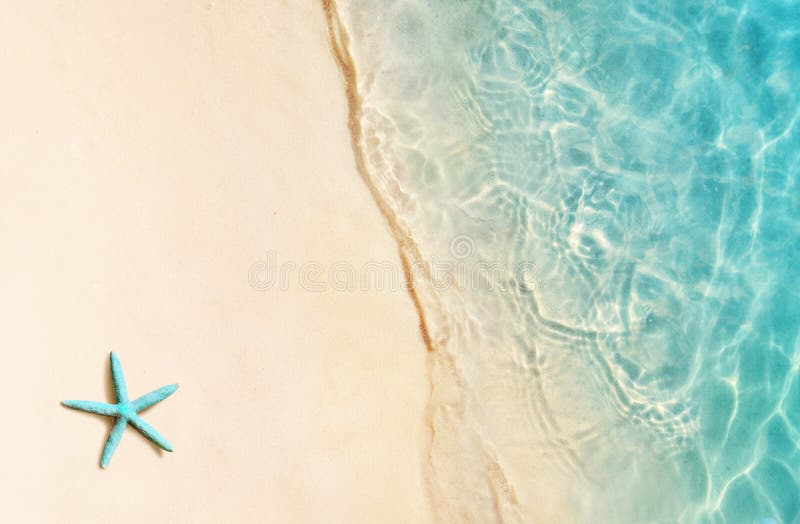 Single Shell On The Beach, Seashell On The Sand Stock Image - Image of ...