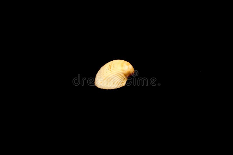 Single Sea Shell on a Sandy Beach Stock Image - Image of mussel ...