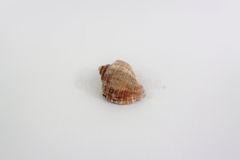Single Sea Shell on a Sandy Beach Stock Image - Image of mussel ...