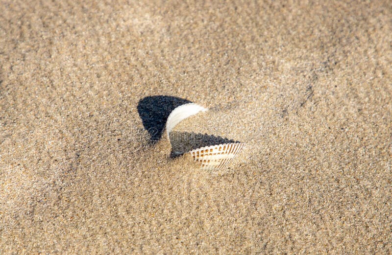Single Shell Lies on the Surface of a Sandy Beach, Illuminated by the ...