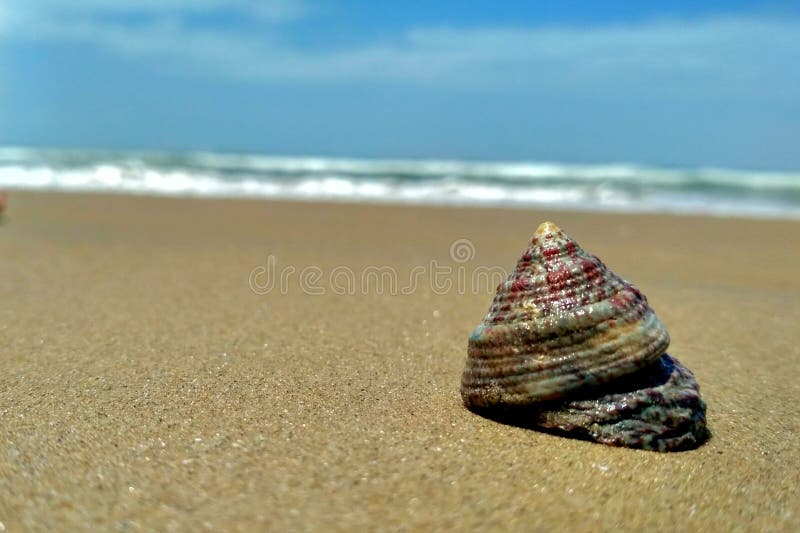 Single Sea Shell on a Sandy Beach Stock Image - Image of mussel ...