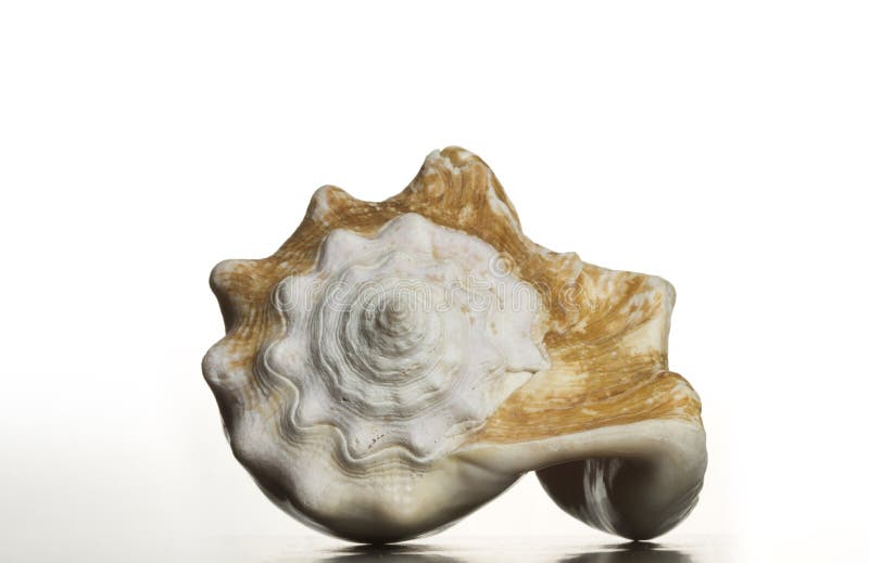 A single shell stock photo. Image of cockle, shell, background - 139149084