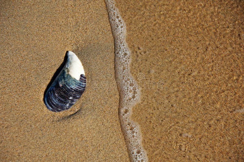 Single shell in sand stock photo. Image of away, sand - 39195732