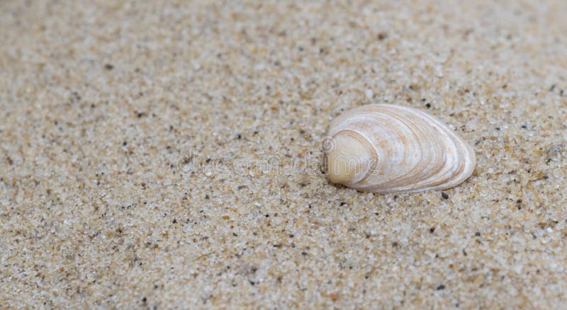 Single Sea Shell on a Sandy Beach Stock Image - Image of mussel ...