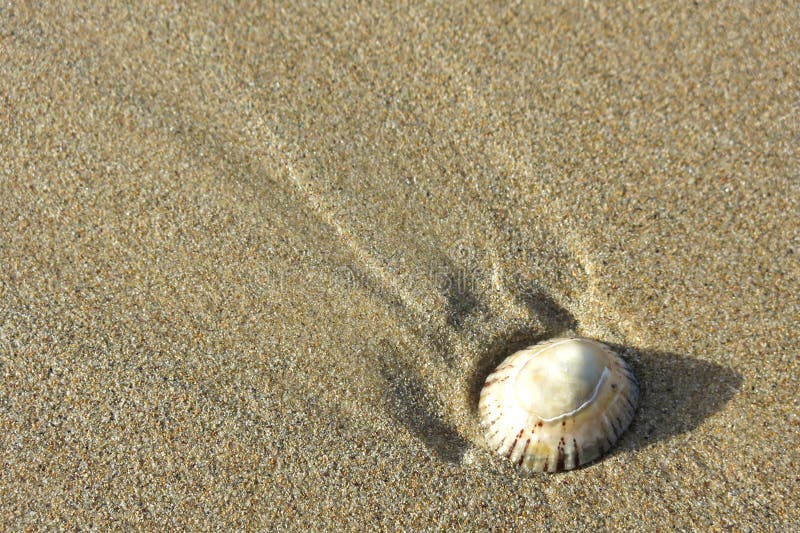 Single Sea Shell on a Sandy Beach Stock Image - Image of mussel ...