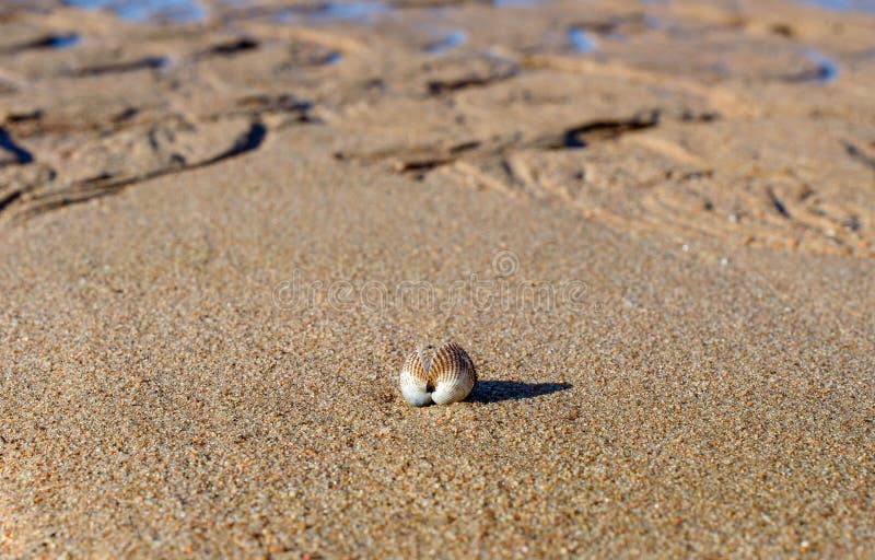 Single seashell stock photo. Image of closeup, biology - 28878006