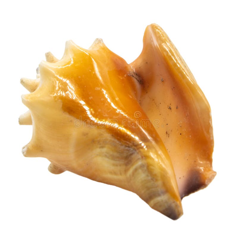 1,096 Seashell Transparent Stock Photos - Free & Royalty-Free Stock ...