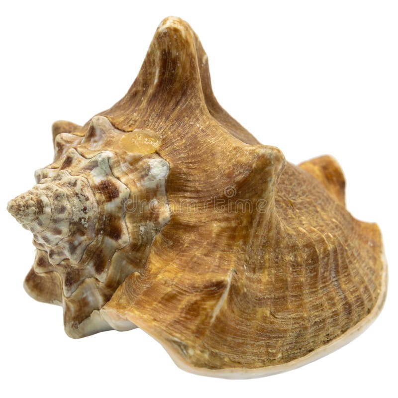 A single shell or seashell stock image. Image of close - 262599811