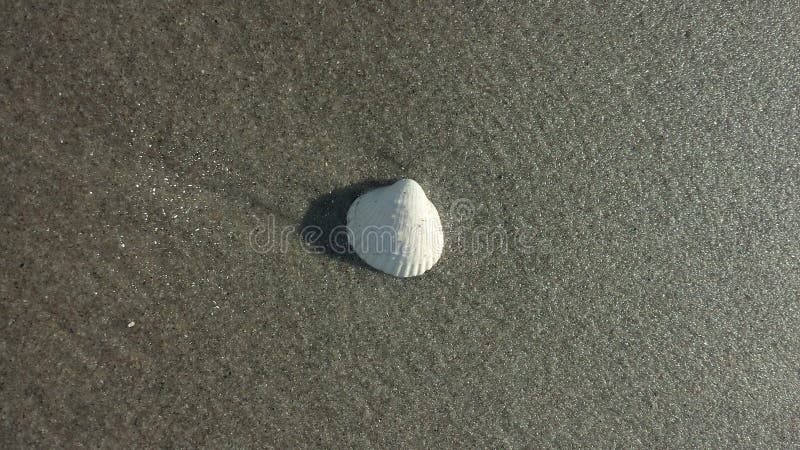 Single Shell Was Washed Up by the Waves on the Sandy Beach Stock Photo ...