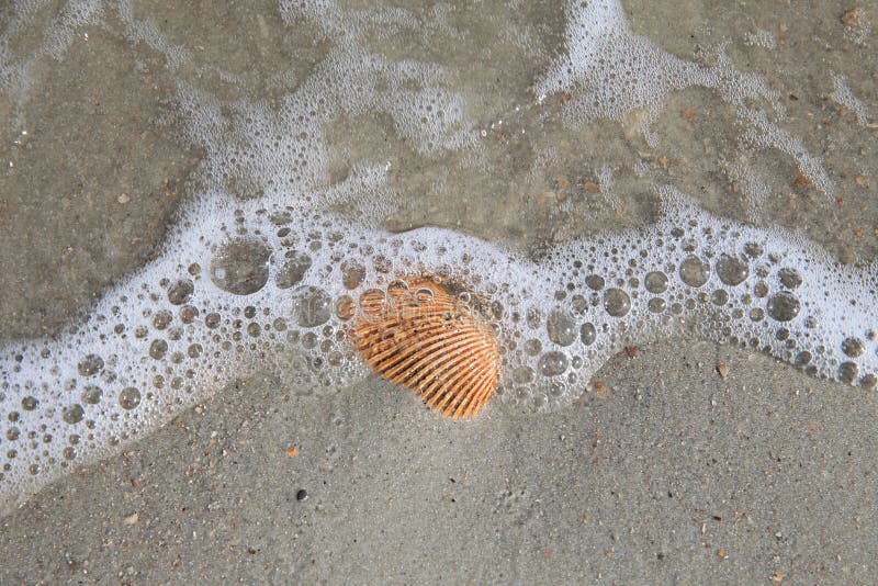 Single Shell stock photo. Image of life, climate, atlantic - 43425474