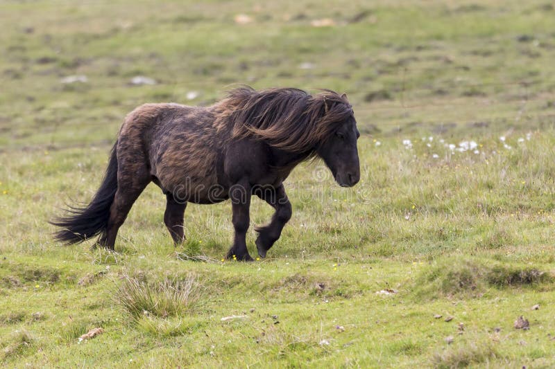 Single Shetland Pony with Long Hair Standing in Wind on Short Grass ...