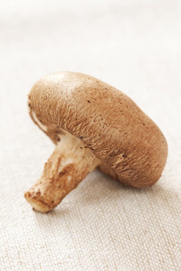 Single shitake mushroom stock image. Image of gourmet - 24992053