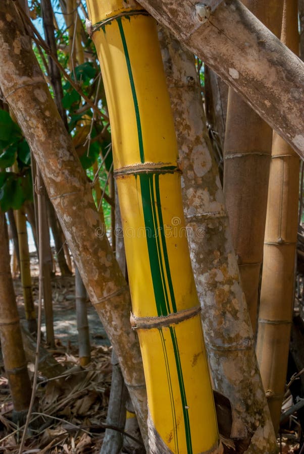 Single Shoot of Painted Yellow Bamboo Stock Image - Image of beach ...