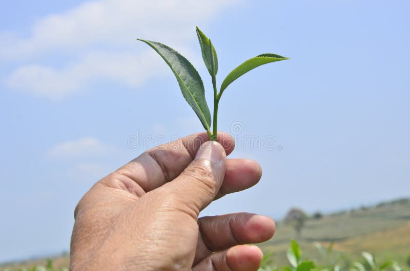 Single Showing Tea Bud Stock Photos - Free & Royalty-Free Stock Photos ...